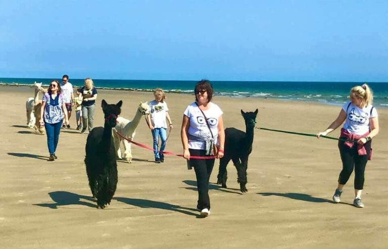 Alpaca Beach Trekking - Cranfield Alpacas