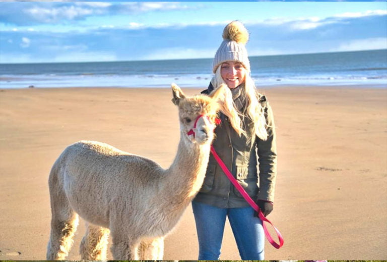 Private Alpaca Trekking Experience - Cranfield Alpacas