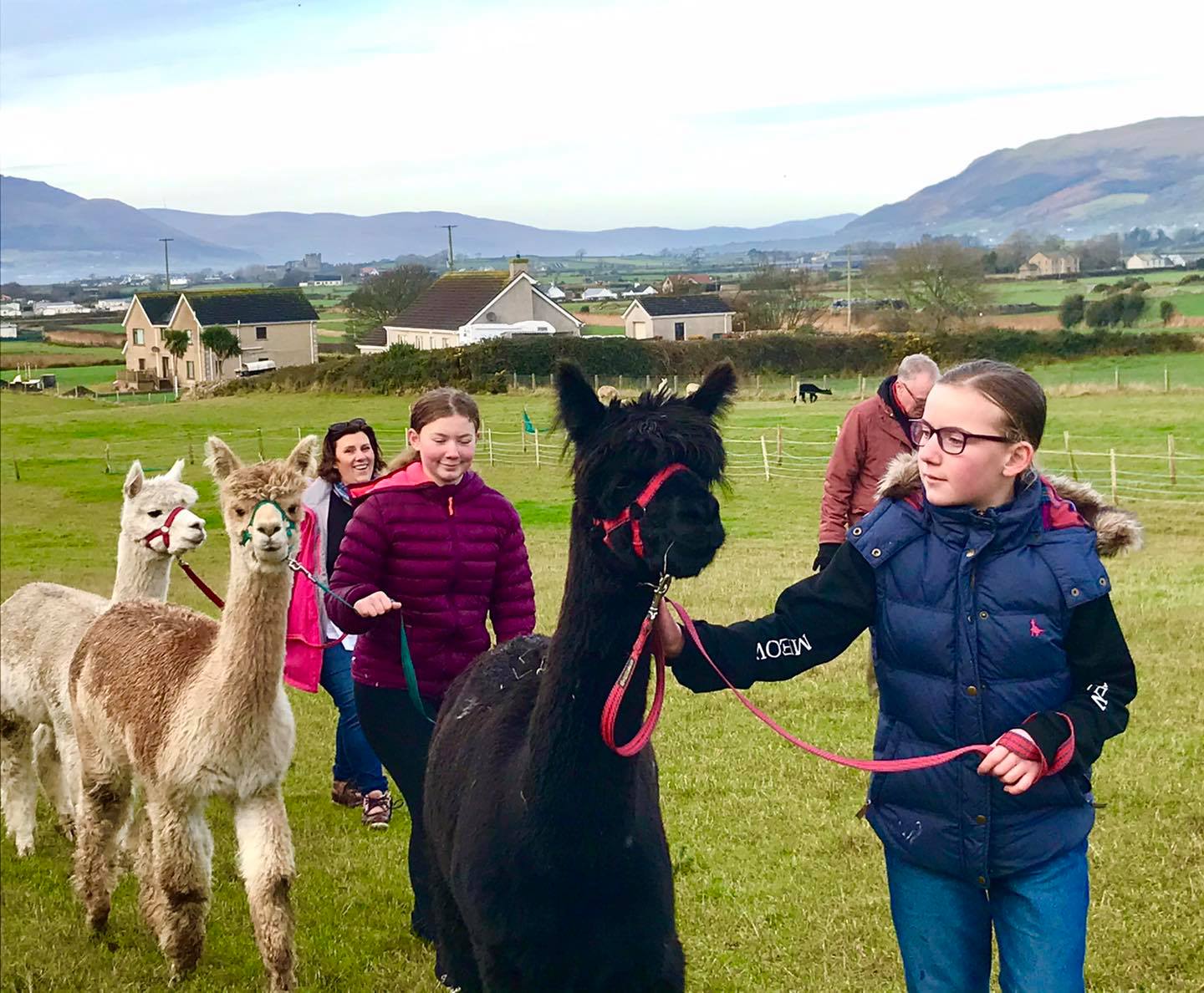 Gallery - Cranfield Alpacas