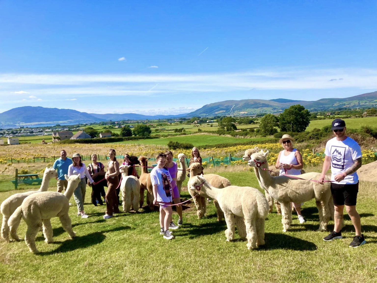 Gallery - Cranfield Alpacas