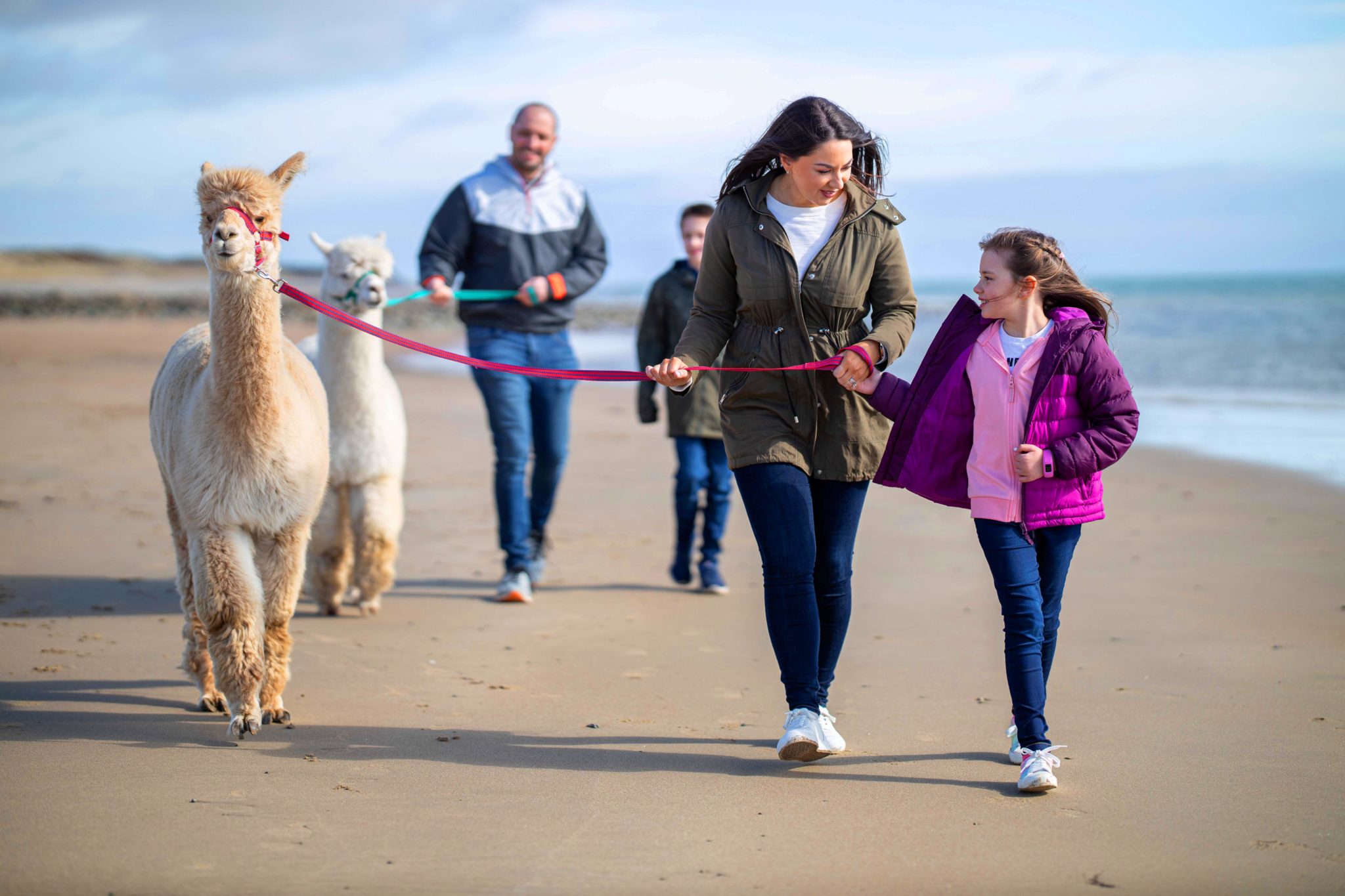 Gallery - Cranfield Alpacas